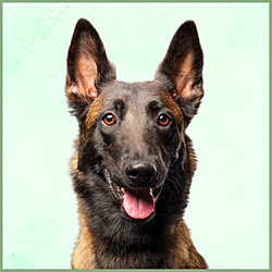 Plaque de Garde Berger Belge Malinois | Aluminium & Photo HD | Foxa Art ...